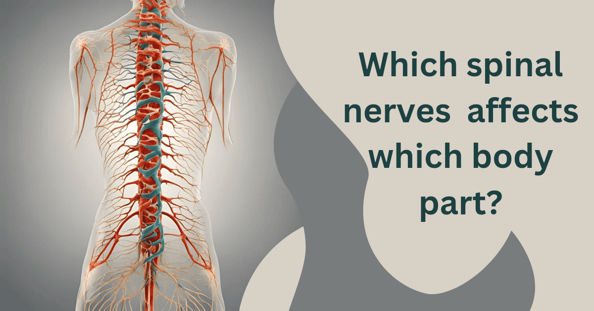 Spinal Nerves: 31 Amazing Pathways - Healing Ailments